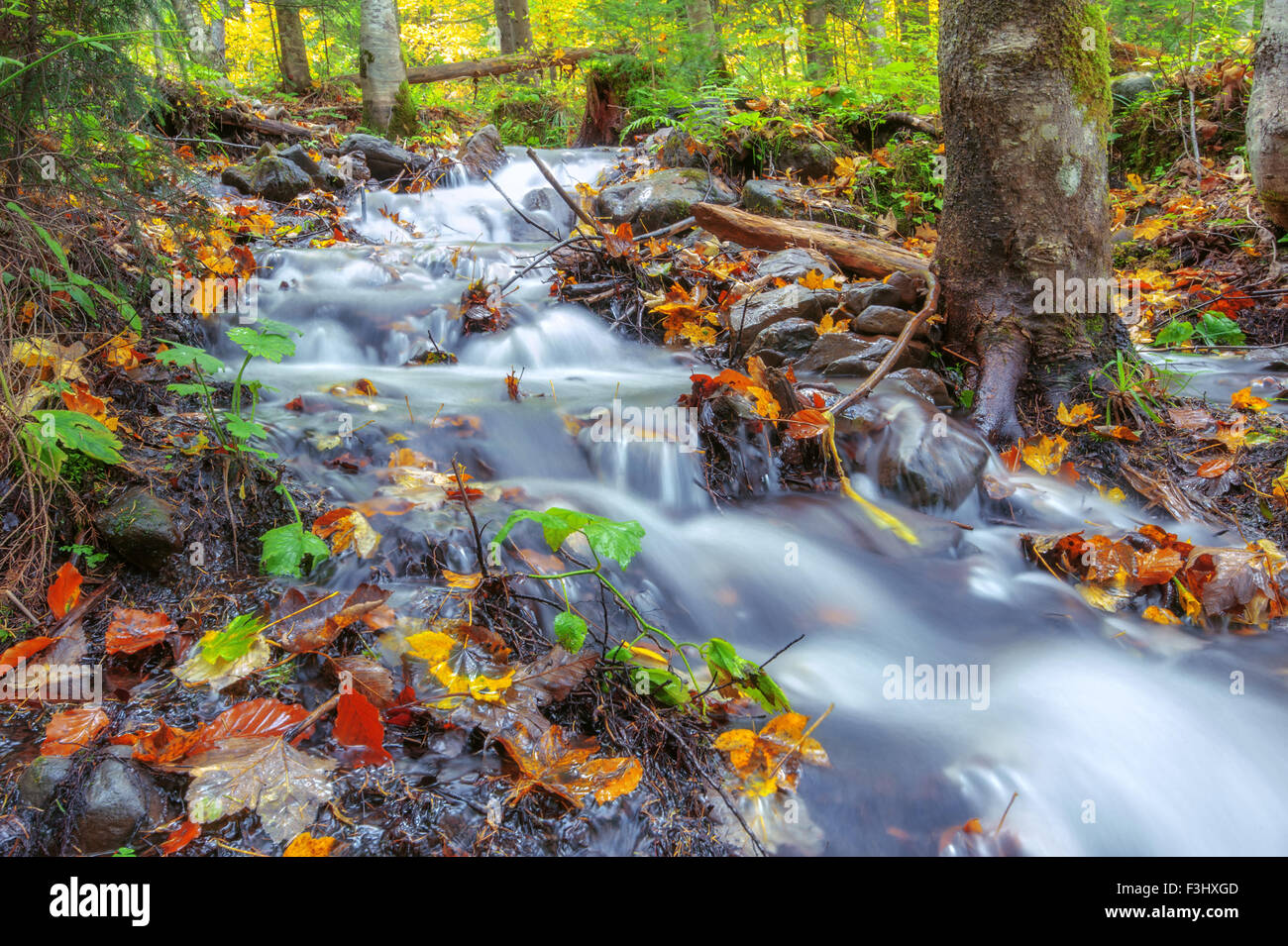 beauty brook and leaves in forest Stock Photo - Alamy