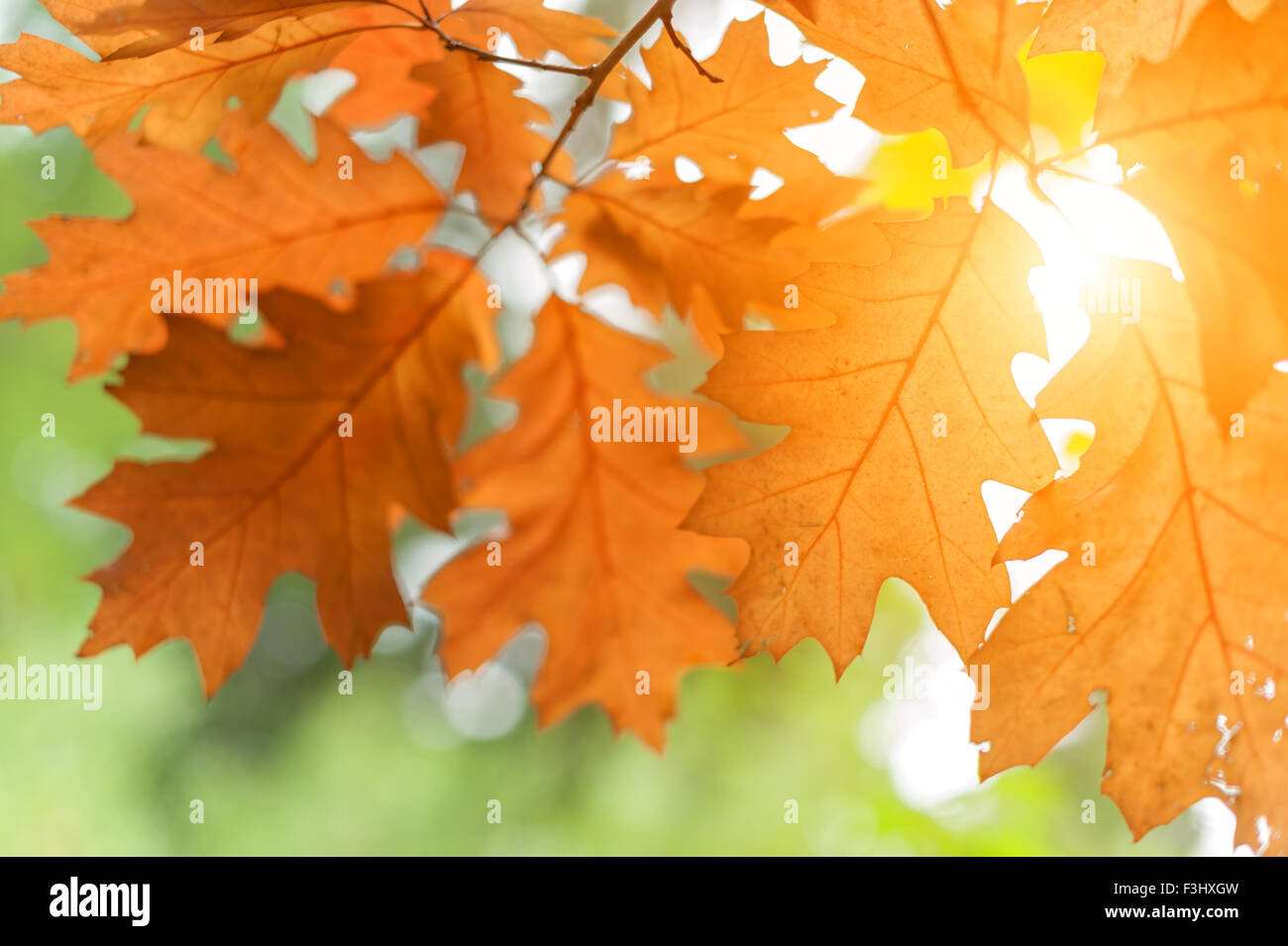 oak leaf and sun rays Stock Photo - Alamy