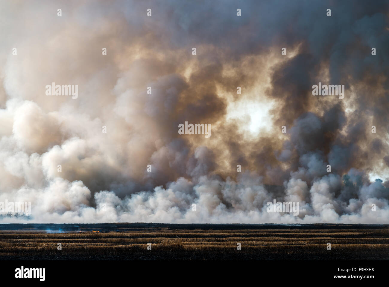 Fire on wheat field close up Stock Photo - Alamy