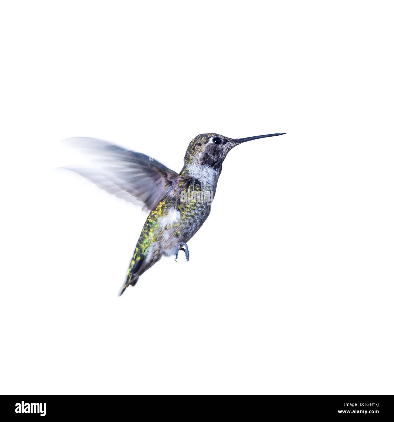 White hummingbird hi-res stock photography and images - Alamy