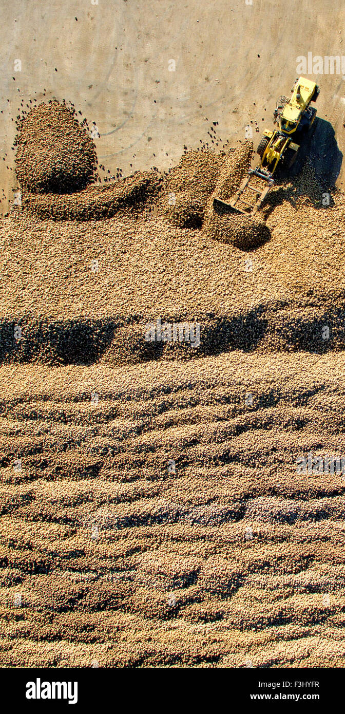 A wheel loader driver in the beet fields at the factory of Nordzucker ...
