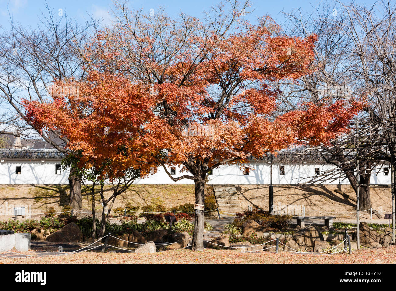 Japan, Shoryuji castle in Kyoto. Autumn trees with brown leaves on ...