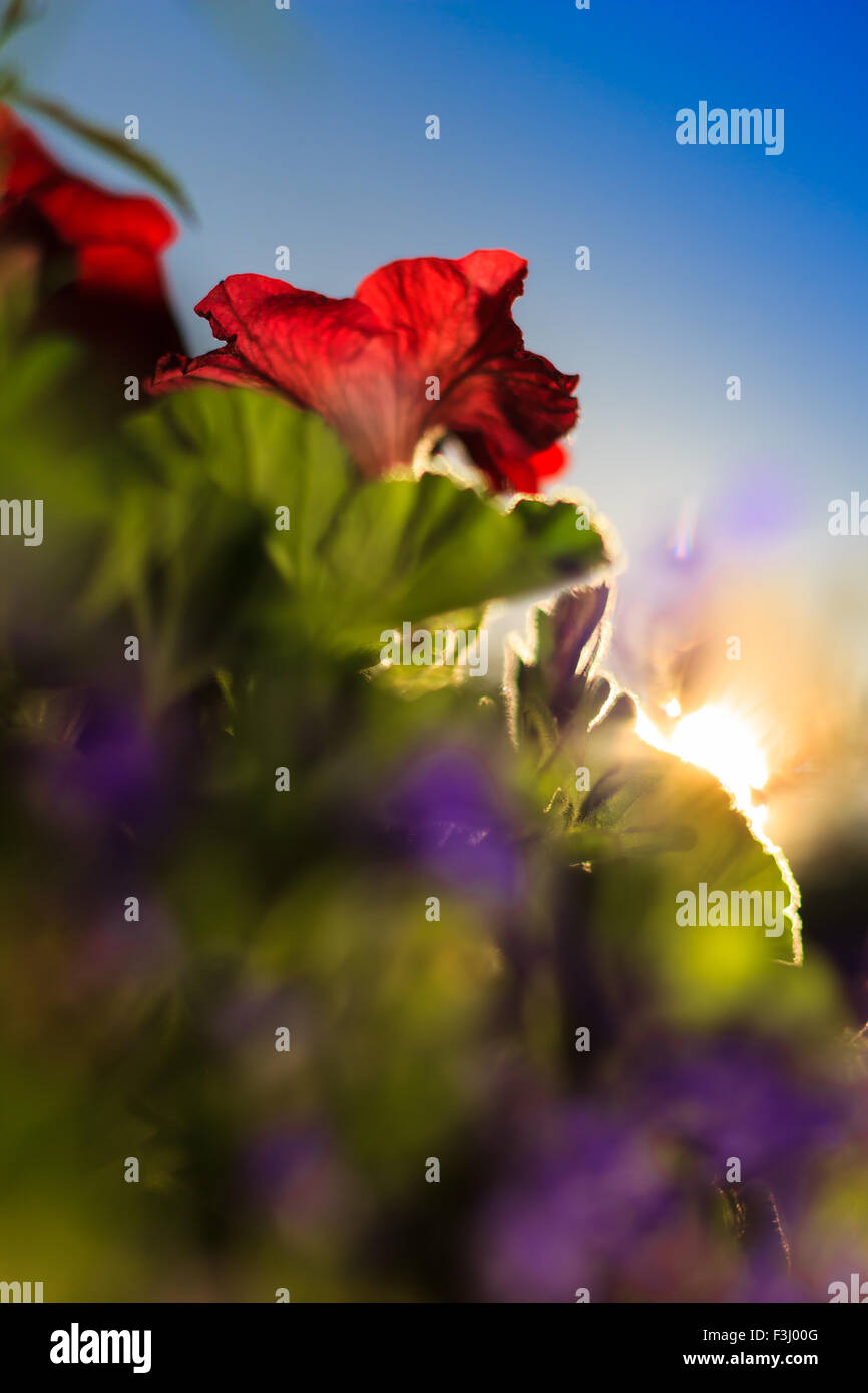 Flower, Beautiful, Detail, colour, color, colourful, colorful, colors ...