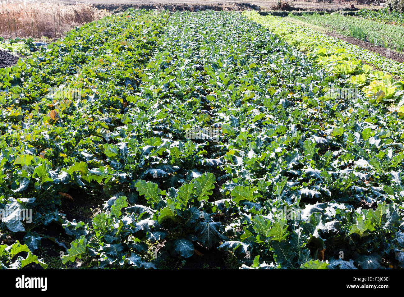 Azuchi village, Japan. Japanese farming, green cabbage like root ...