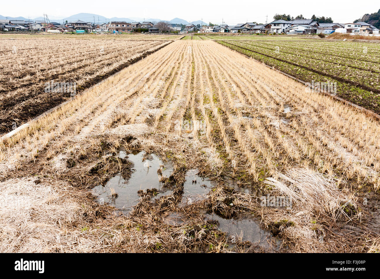 Japanese Rice Field High Resolution Stock Photography and Images - Alamy