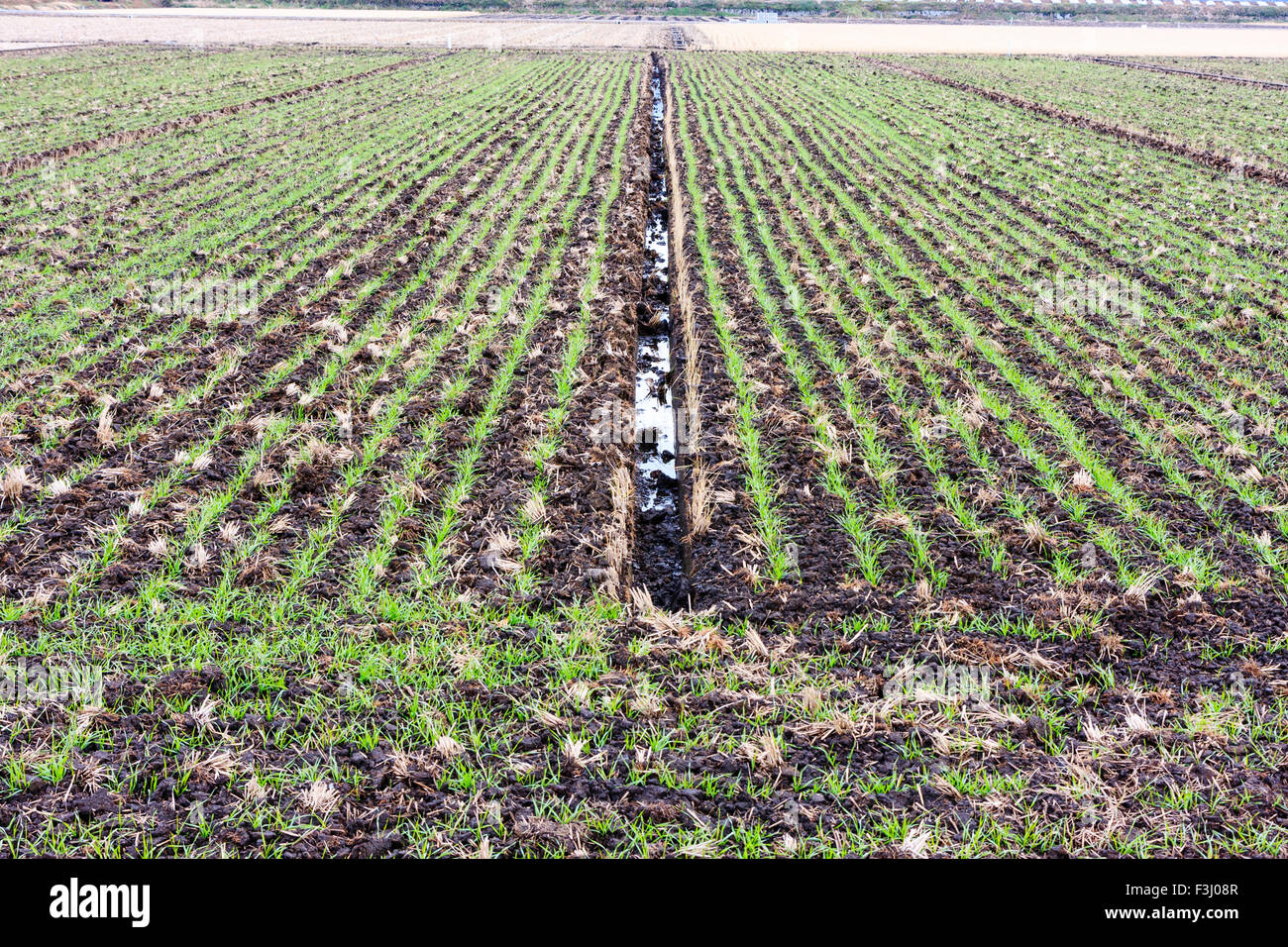 Japanese farming. Rows of young rice stalks growing in water logged ...