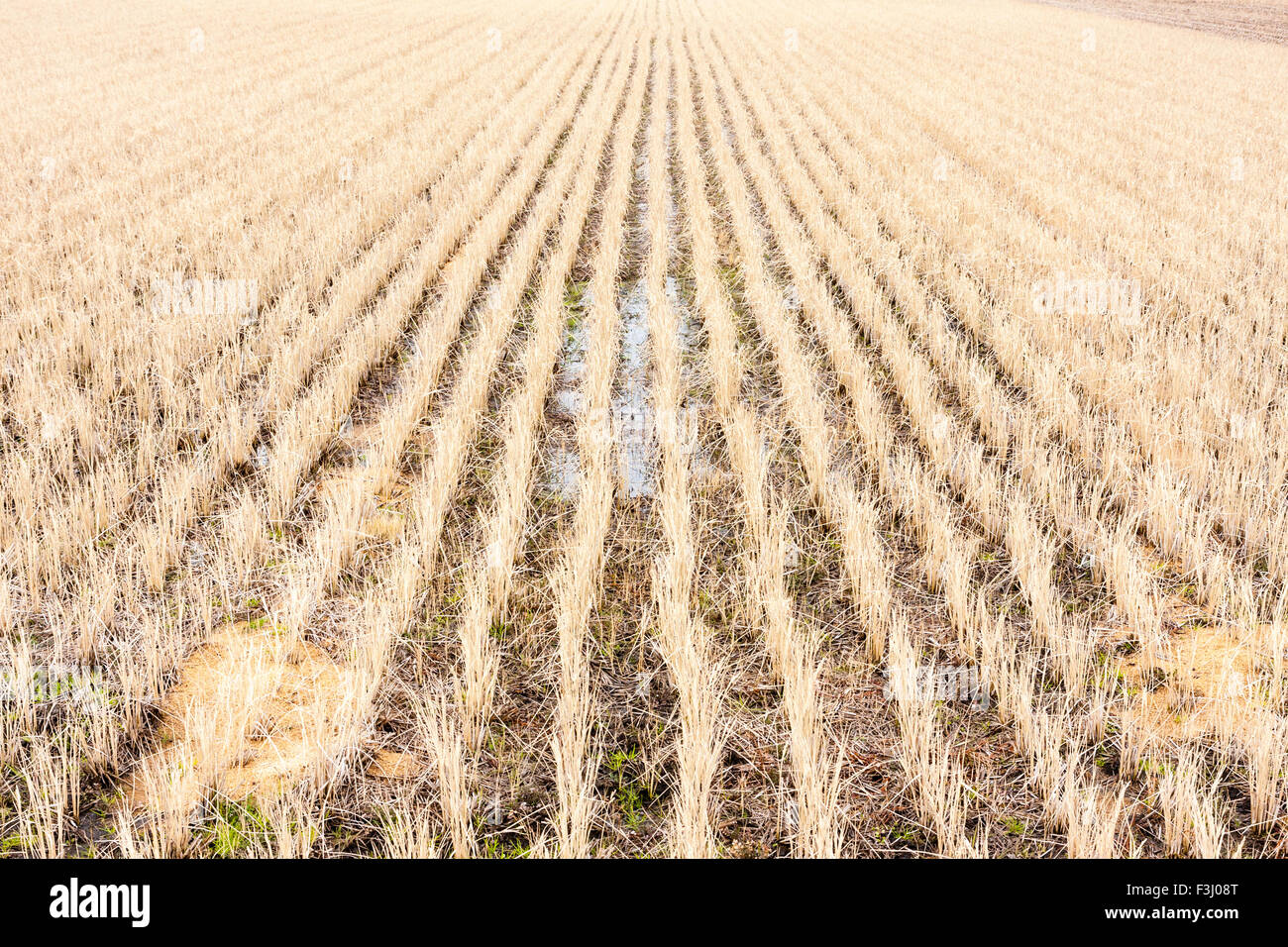 Japanese farming. Rows of young rice stalks growing in water logged ...