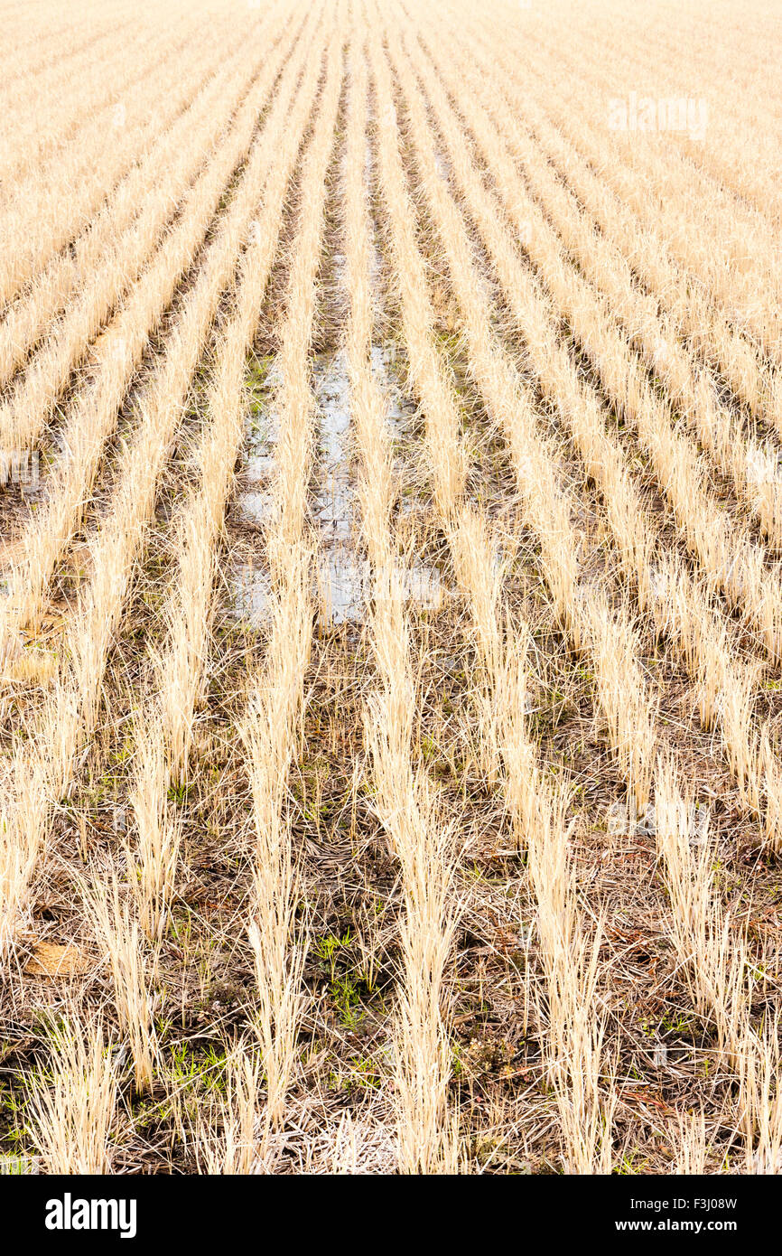 Japanese farming. Rows of young rice stalks growing in water logged ...