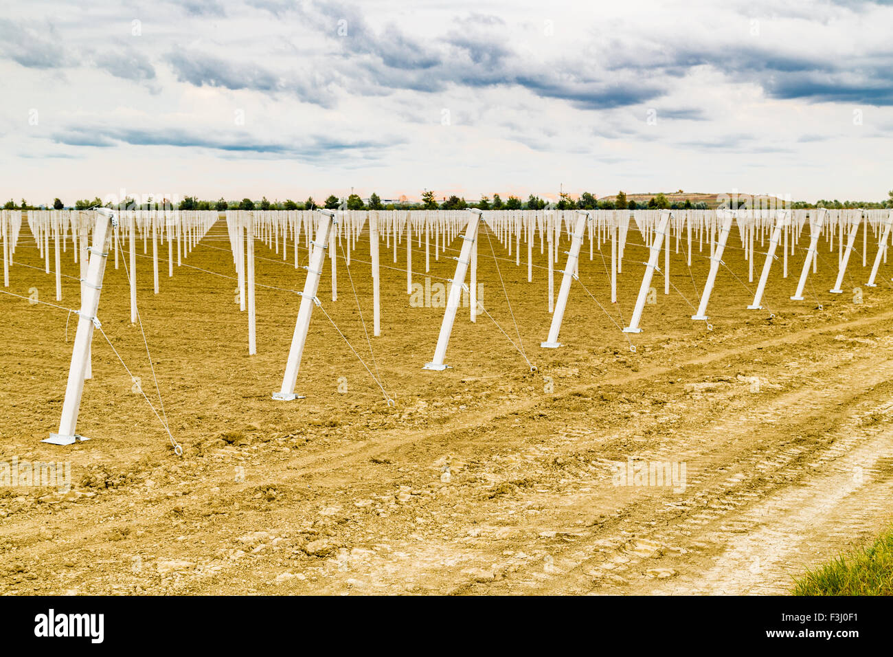 rows of precast concrete white poles driven into the ground to support ...
