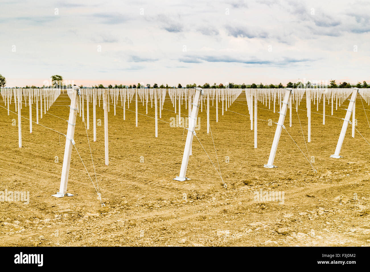 rows of precast concrete white poles driven into the ground to support ...