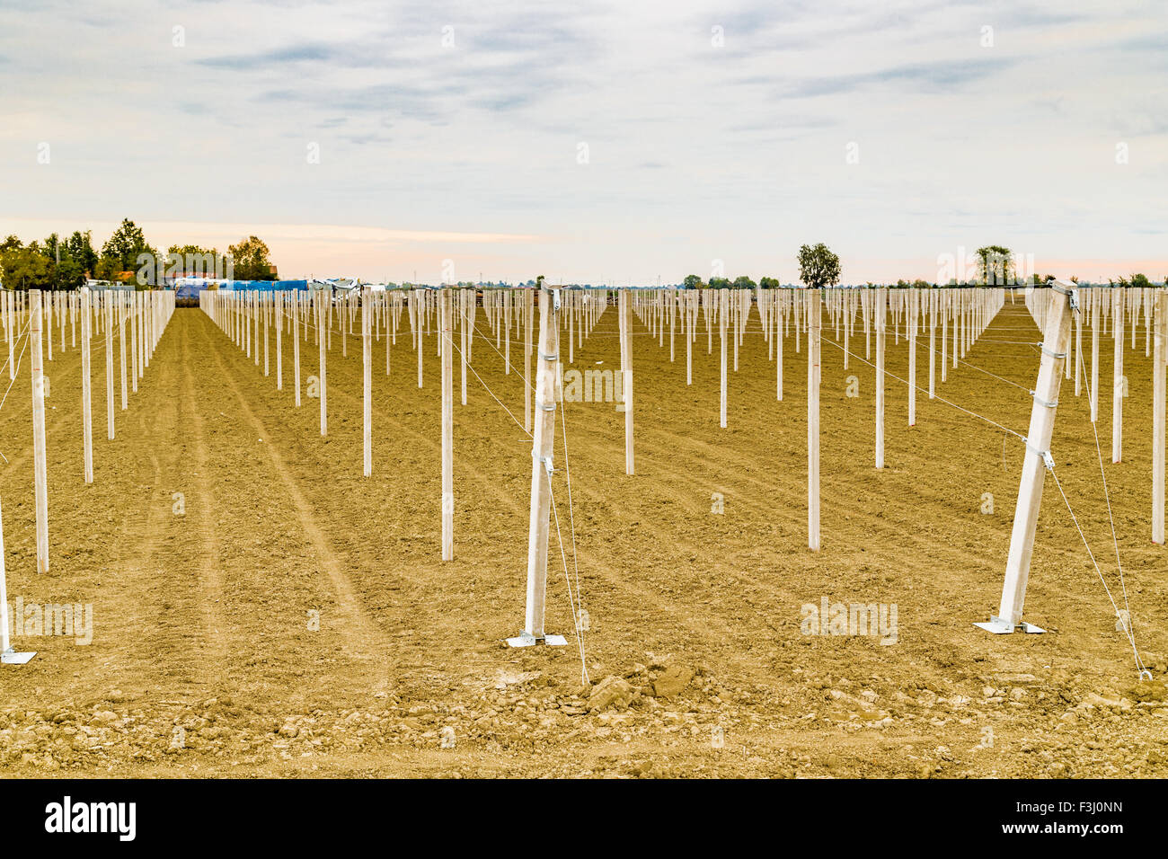 rows of precast concrete white poles driven into the ground to support ...