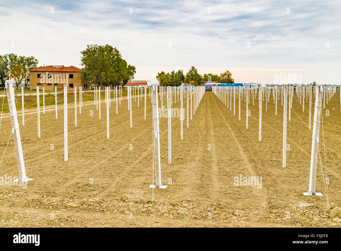 rows of precast concrete white poles driven into the ground to support ...
