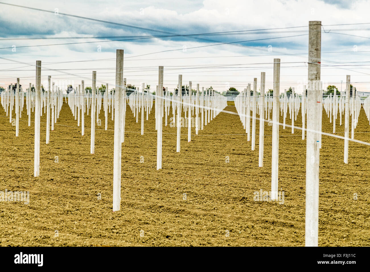 rows of precast concrete white poles driven into the ground to support ...