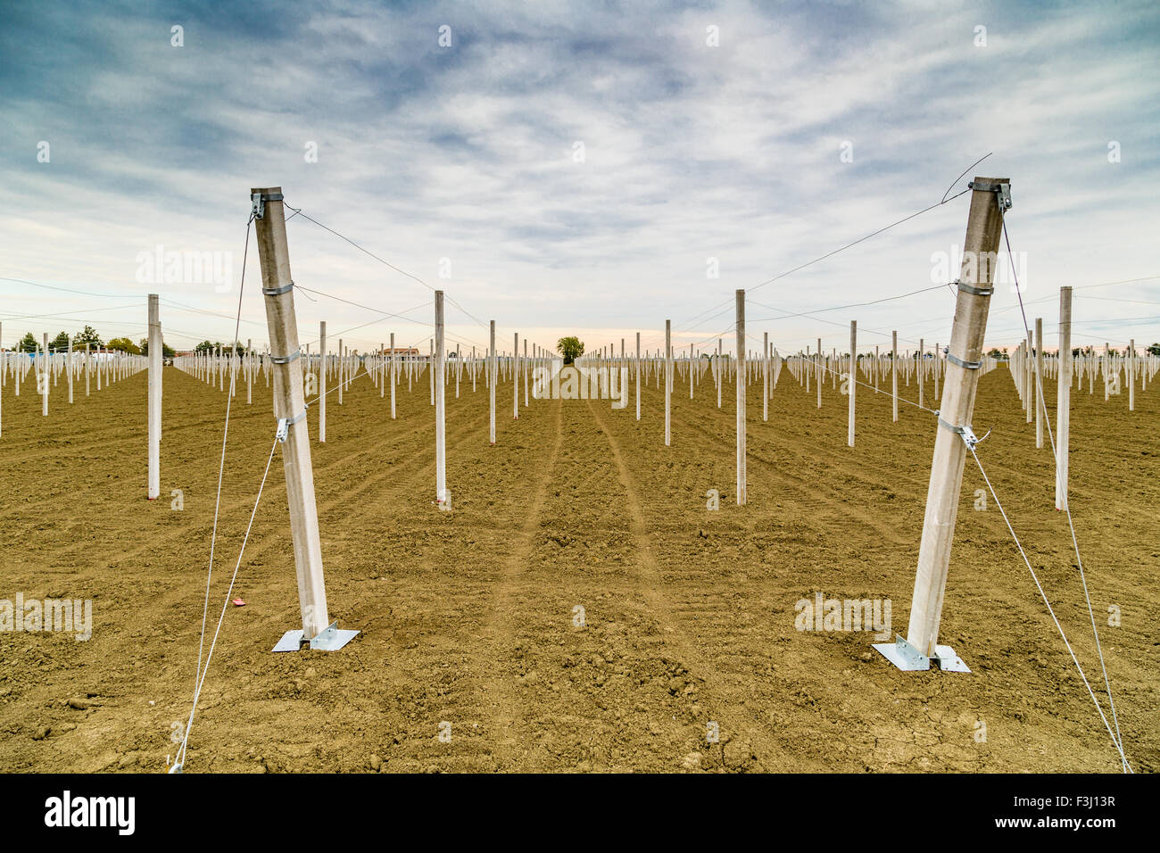 rows of precast concrete white poles driven into the ground to support ...