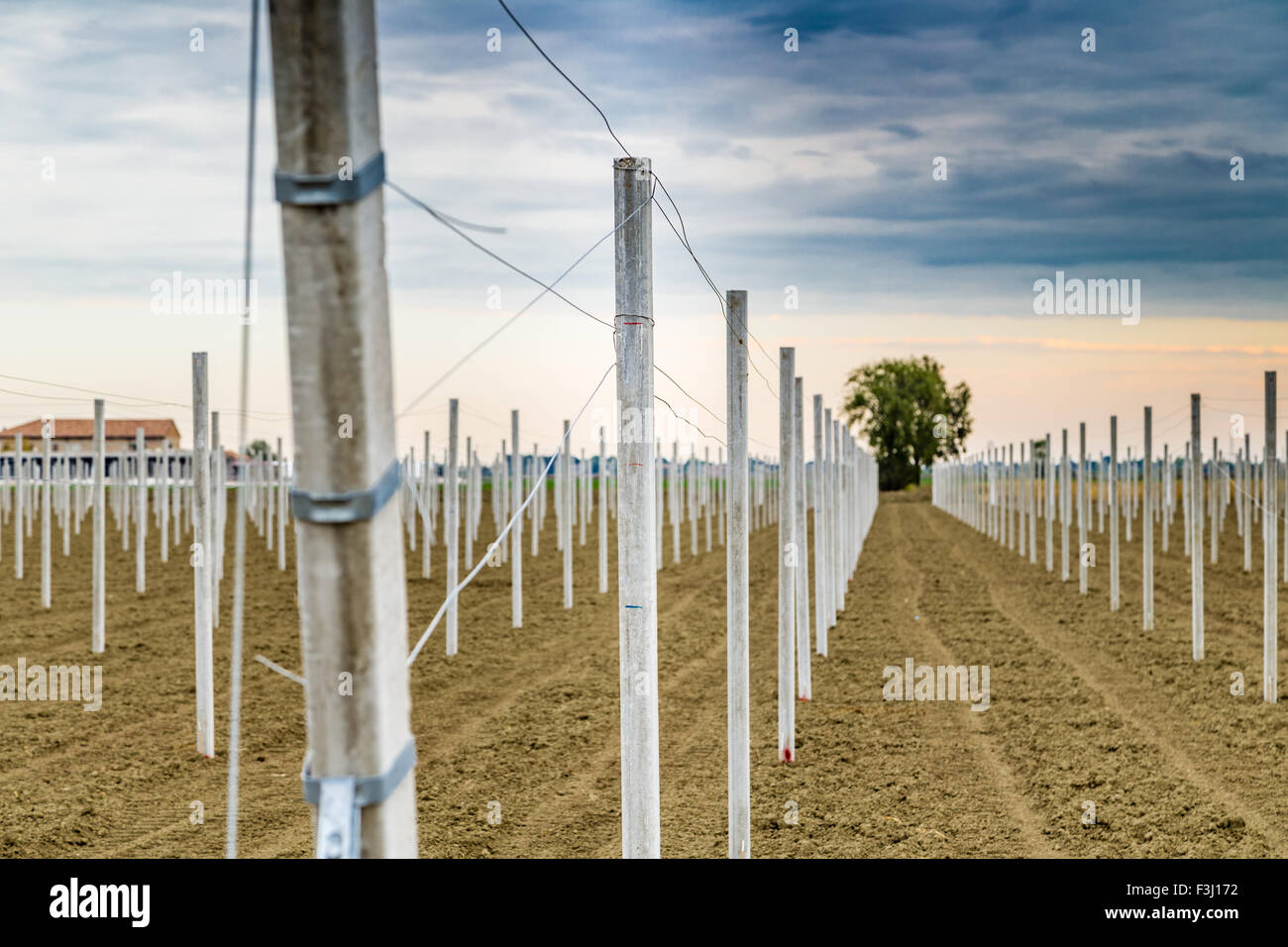 rows of precast concrete white poles driven into the ground to support ...