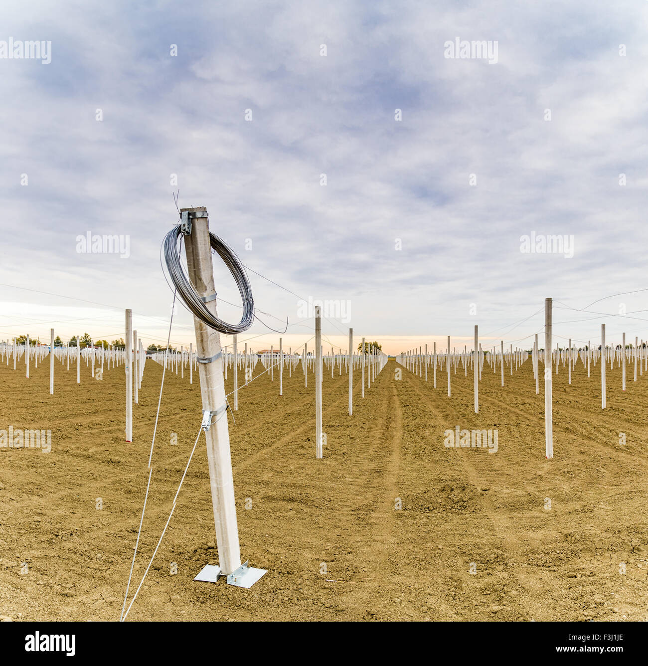 rows of precast concrete white poles driven into the ground to support ...