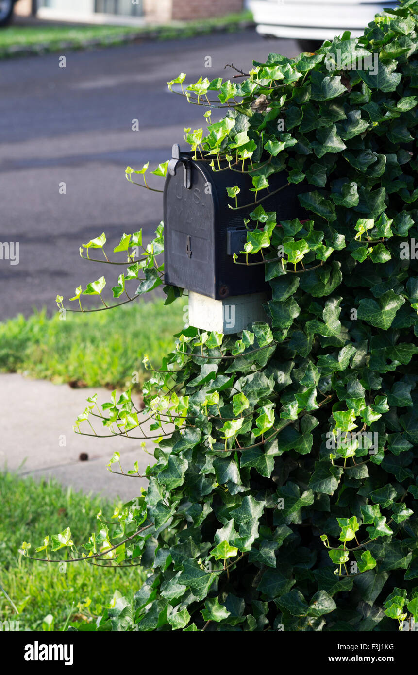 Mailbox in Pennsylvania covered with ivy with the red flag up ...