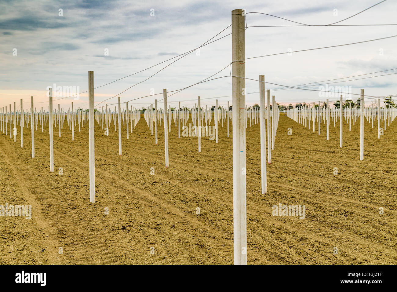 rows of precast concrete white poles driven into the ground to support ...