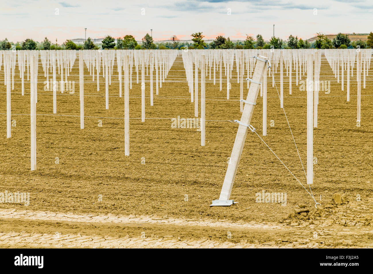 rows of precast concrete white poles driven into the ground to support ...