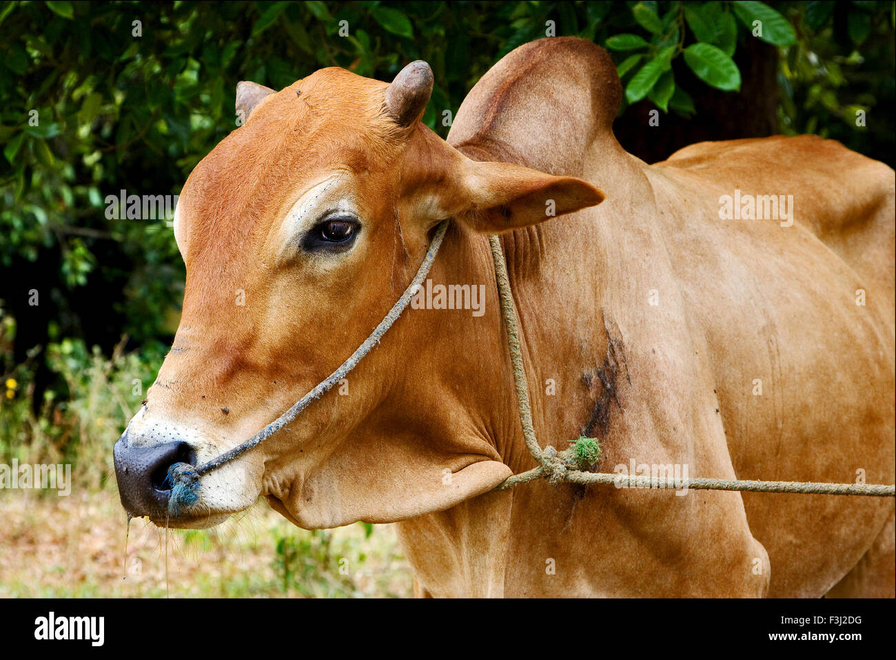 zanzibar africa front brown cow bite in the bush Stock Photo - Alamy
