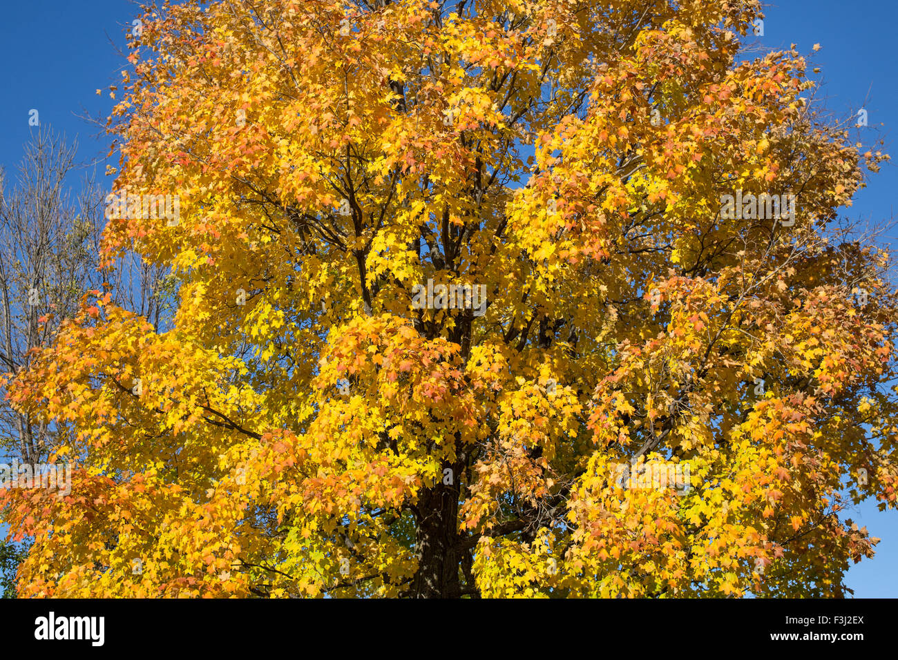 Yellow Maple Tree background in the fall. There is space for text Stock ...