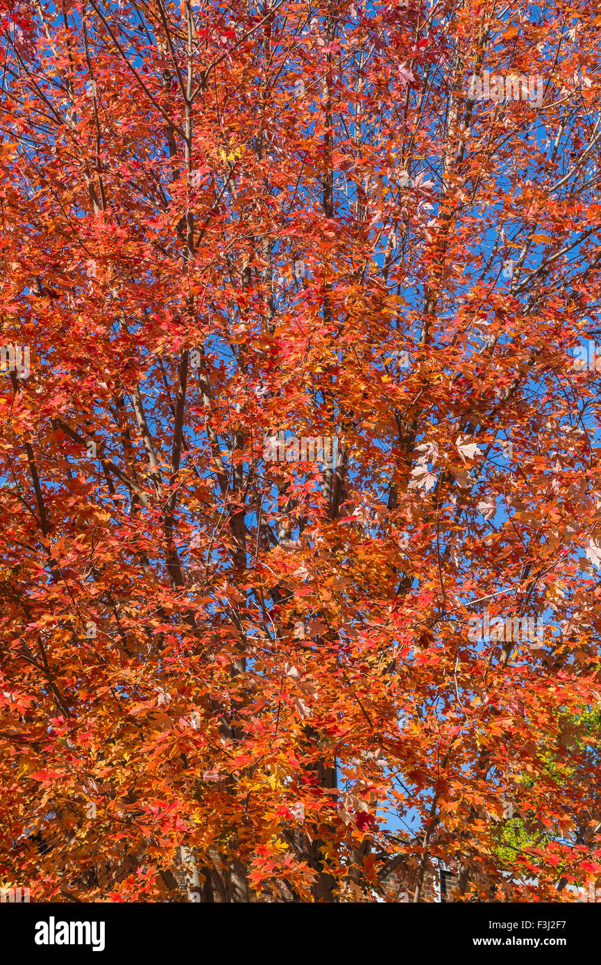 Colourful Maple Tree High Resolution Stock Photography and Images - Alamy