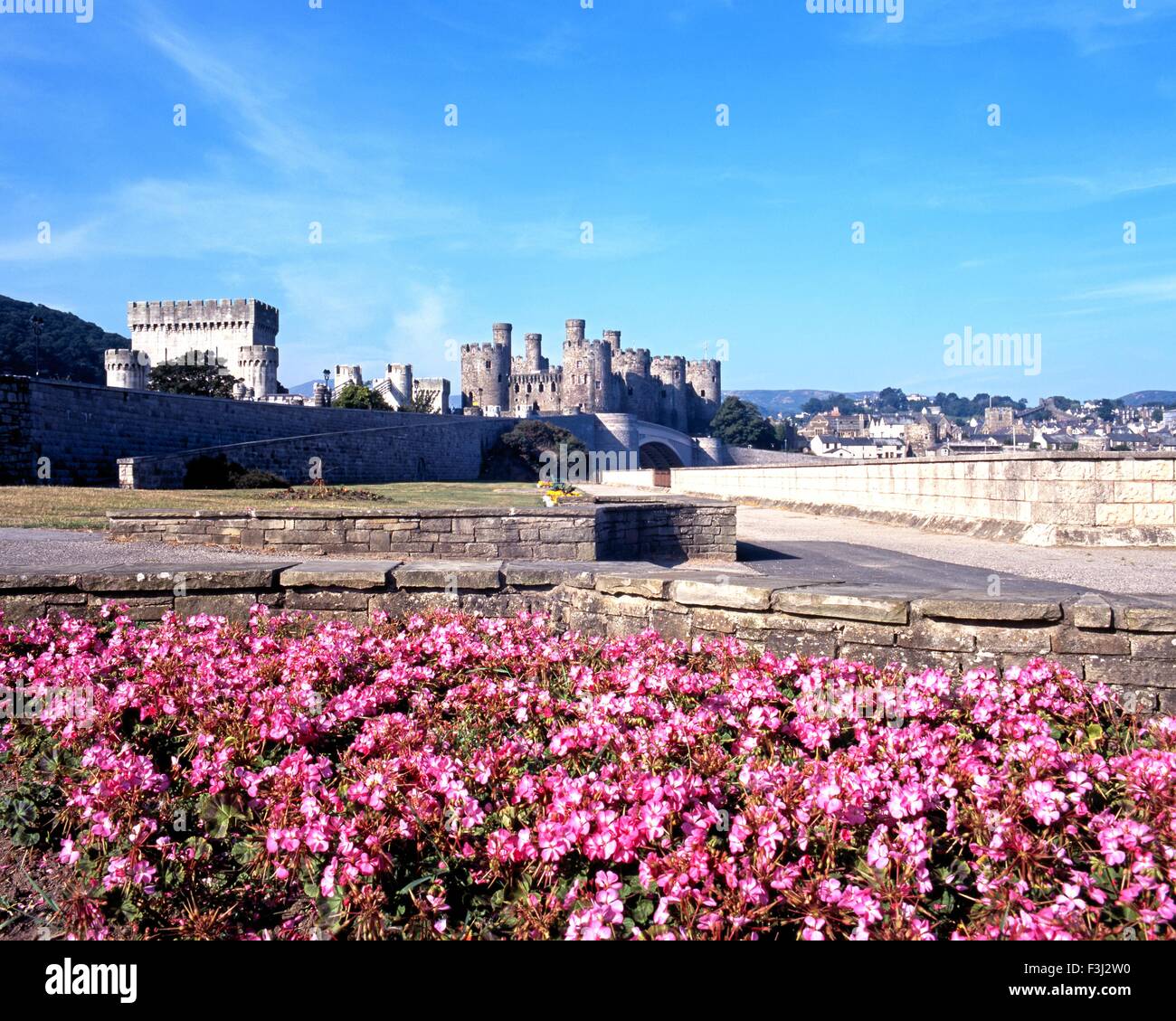 View of the medieval castle with flowers in foreground, Conwy, Gwynedd ...