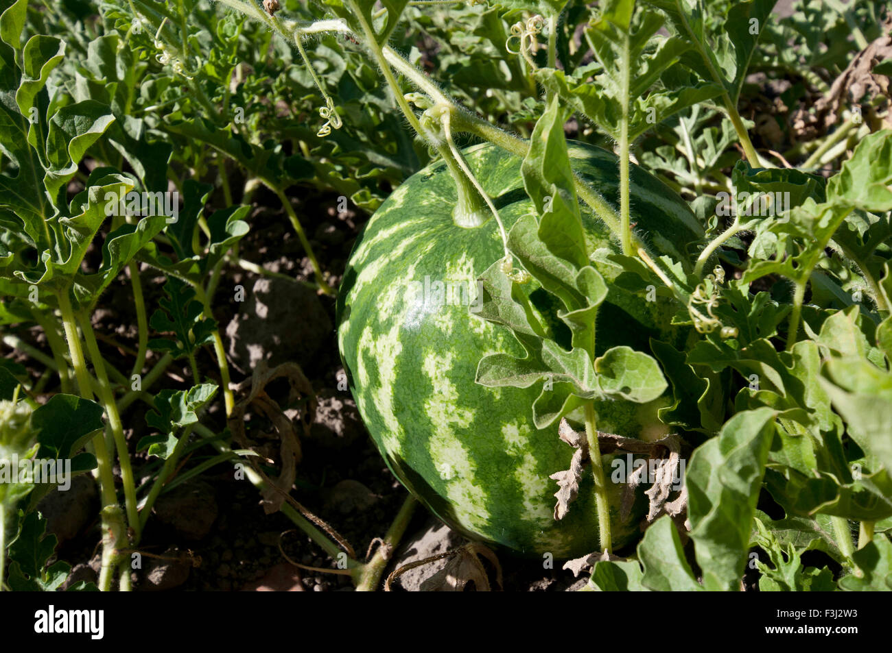 Watermelon plot hi-res stock photography and images - Alamy