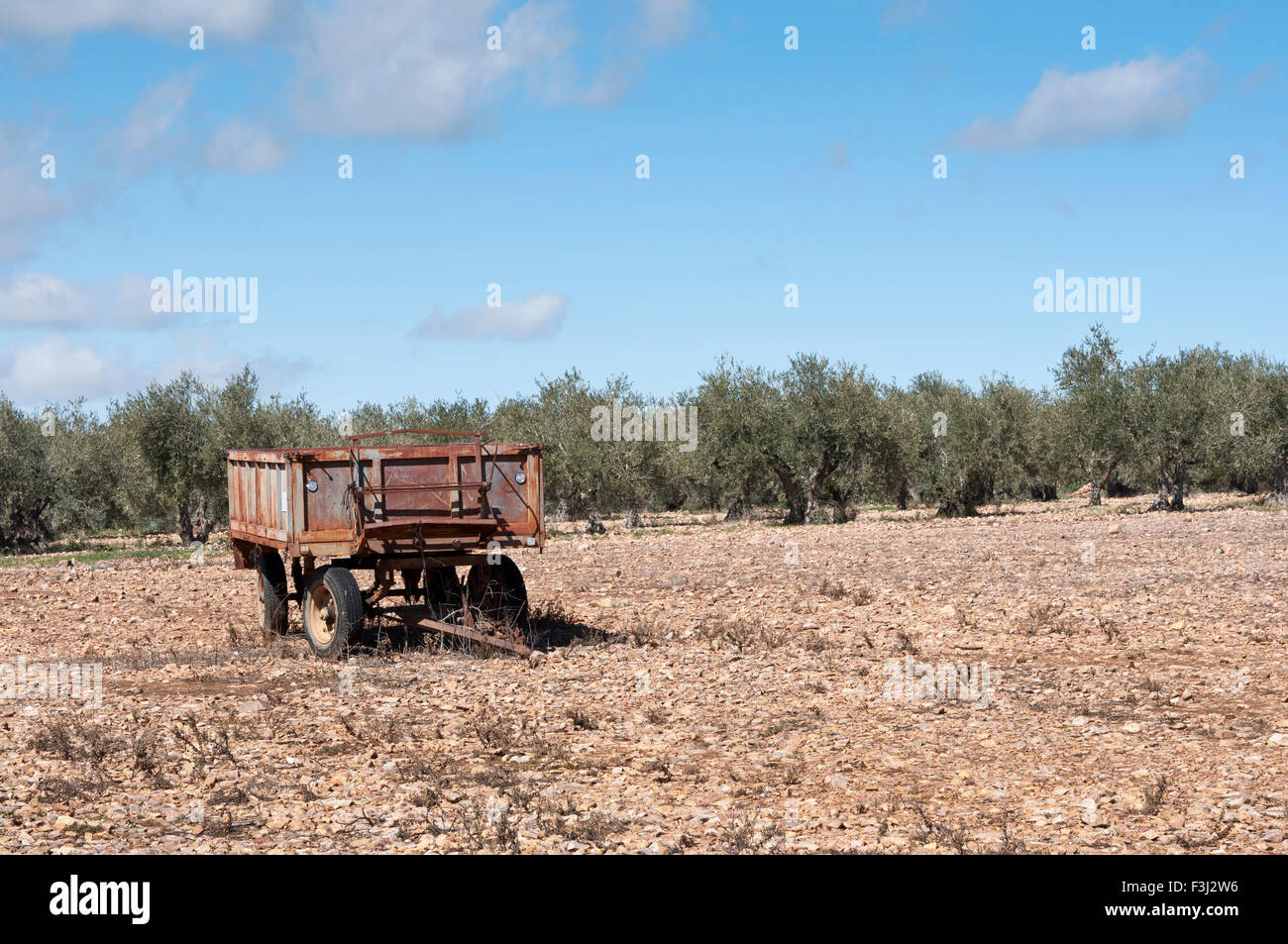 Old farm trailer on a fallow field. At the background an olive grove ...