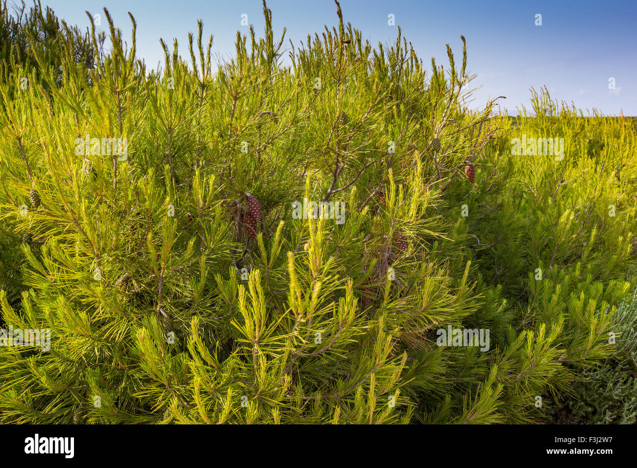Vendicari Nature Reserve. Riserva naturale orientata Oasi Faunistica di ...