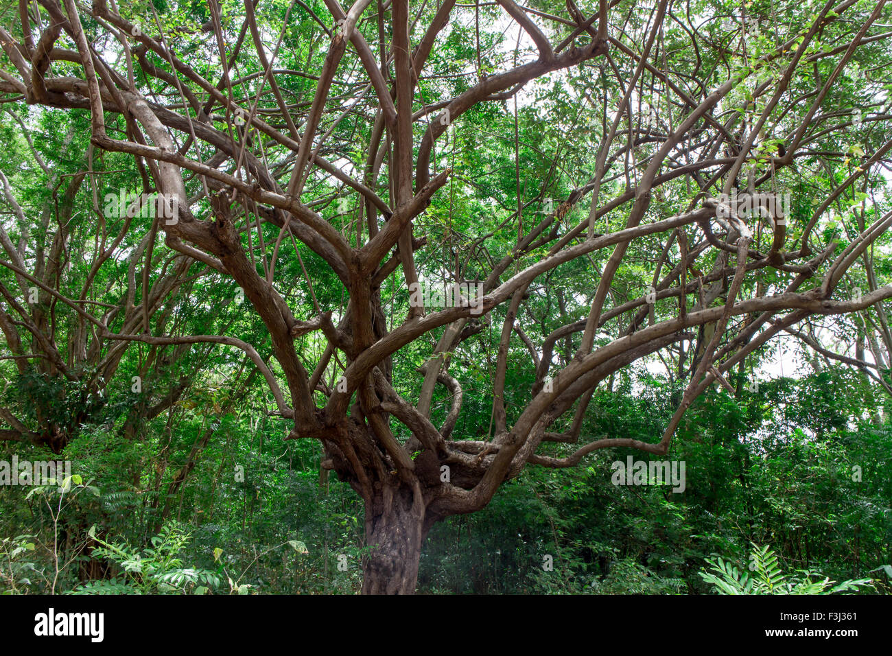 big tree with branch magnify Stock Photo - Alamy