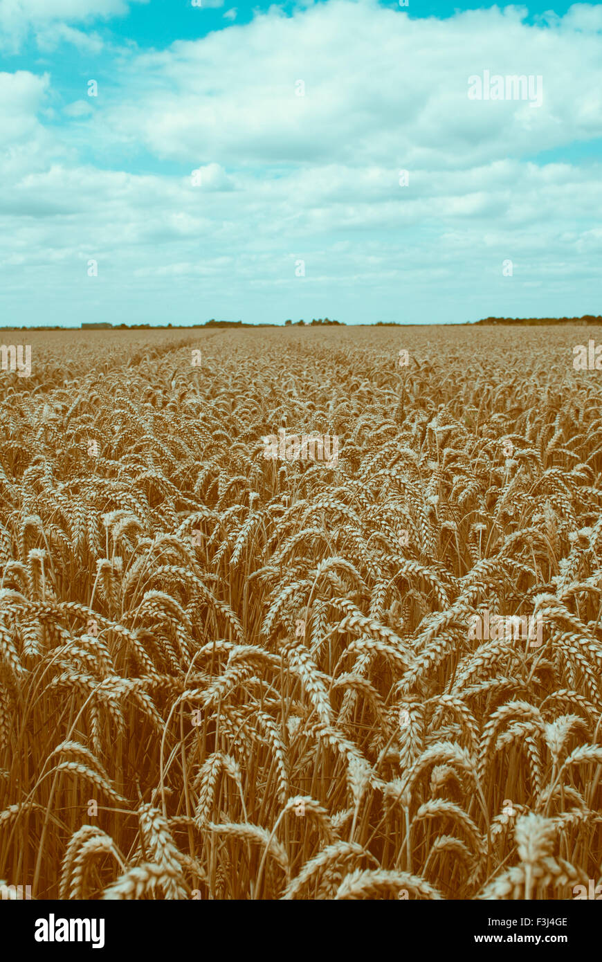 Beautiful wheat field Stock Photo - Alamy