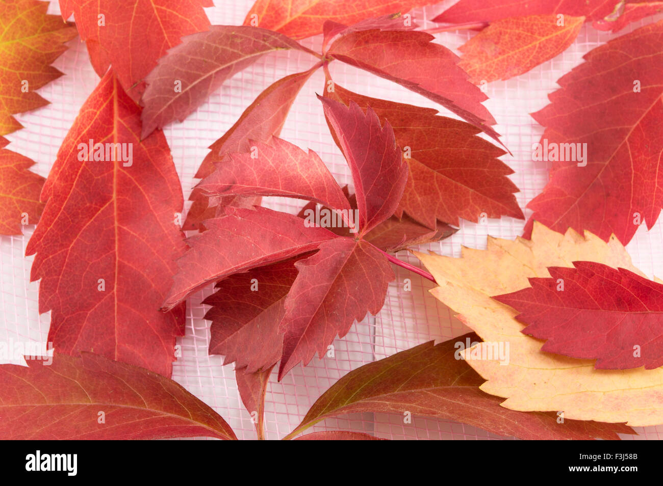 Autumn gold leaves background hi-res stock photography and images - Alamy