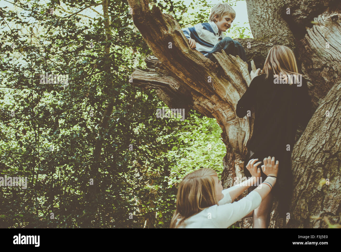 Kids helping each other up a tree Stock Photo - Alamy