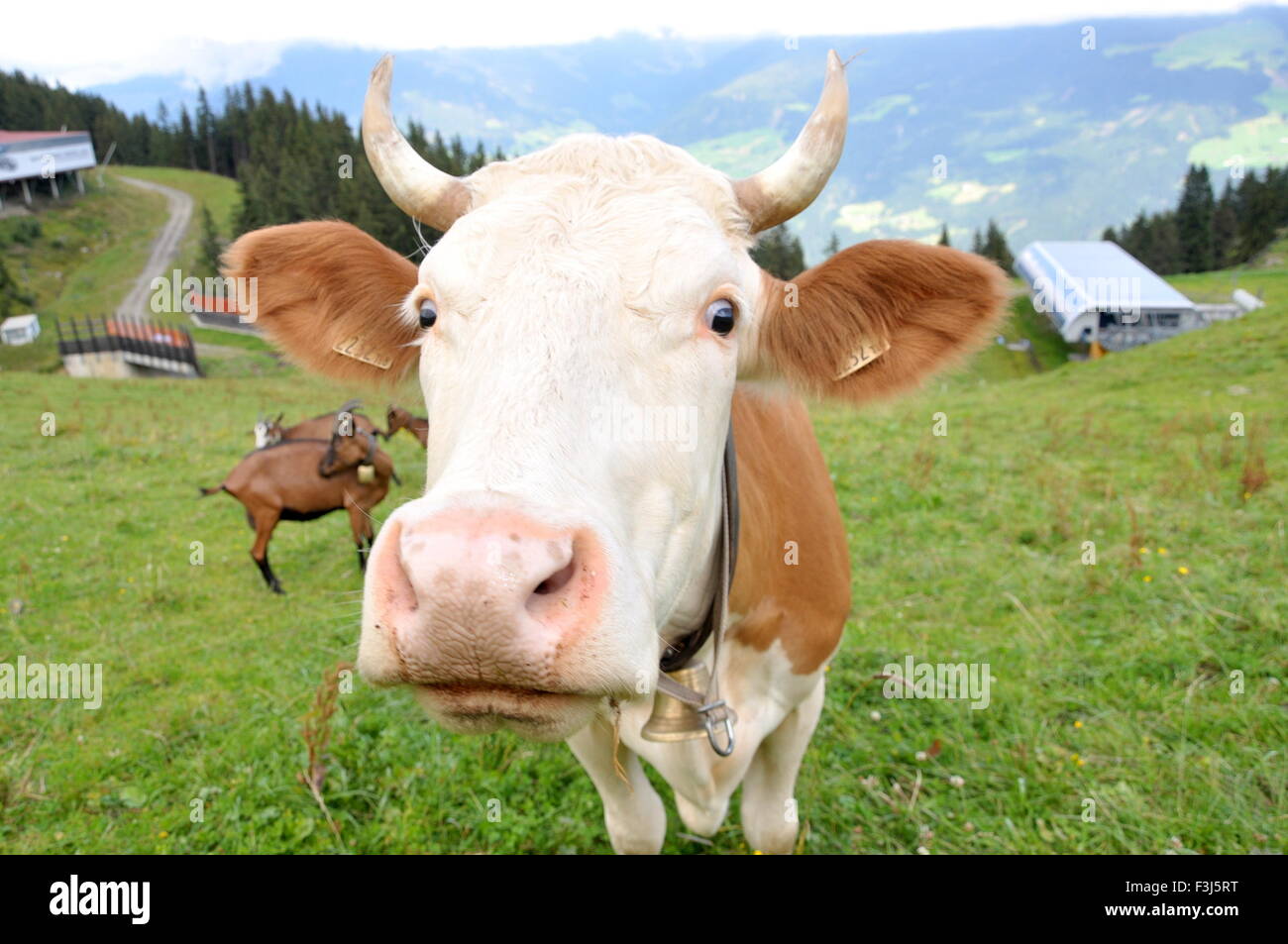 Austrian farmers milk cows high up in the Alpine mountains Stock Photo ...