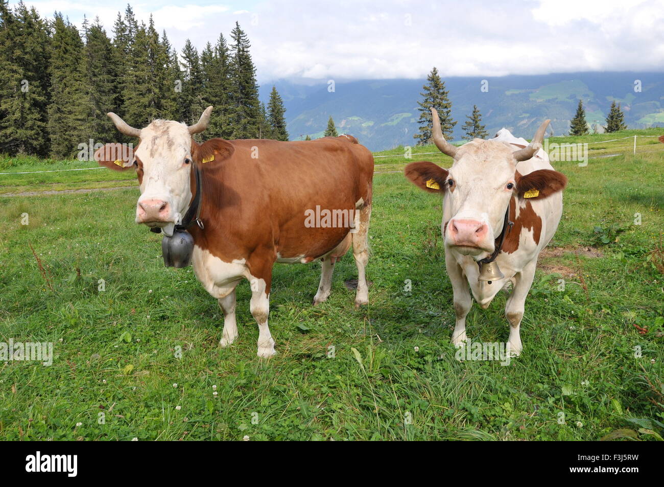 Cows graze in the Alpine meadows at around 1,800m producing the hay ...