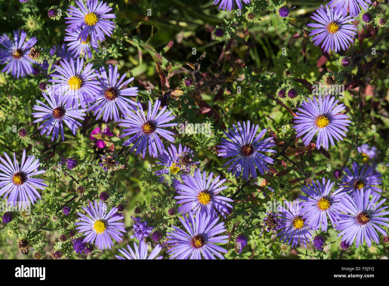 September Blue Aster Flower