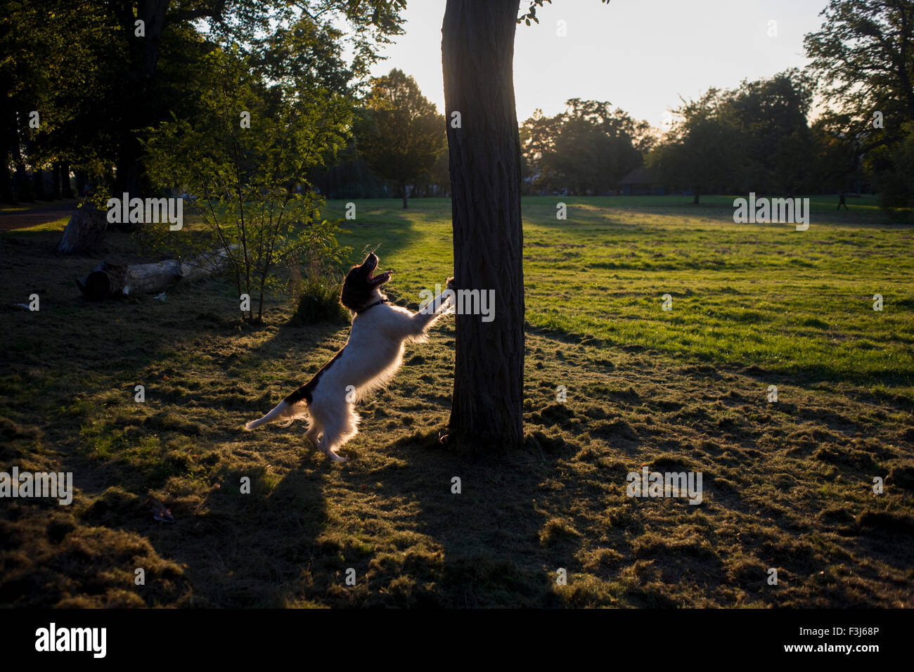 Dog barking up a tree hi-res stock photography and images - Alamy