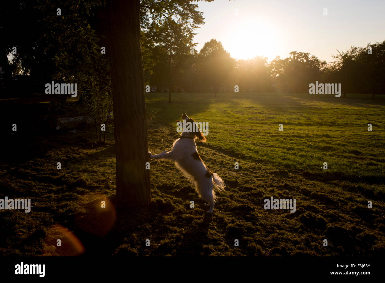 A pet spaniel jumps against a tree while barking at park tree squirrels ...