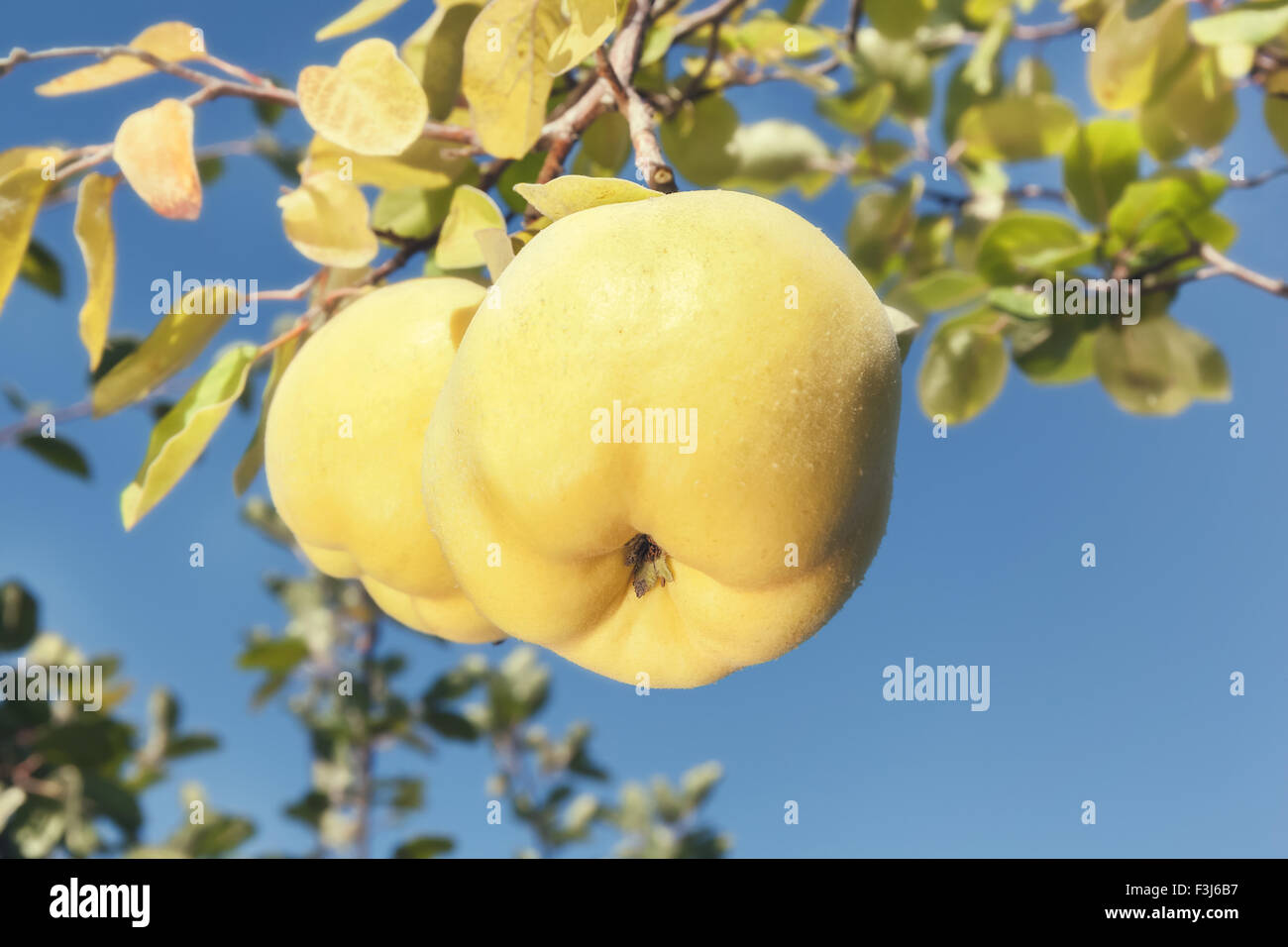 Quince tree hi-res stock photography and images - Alamy