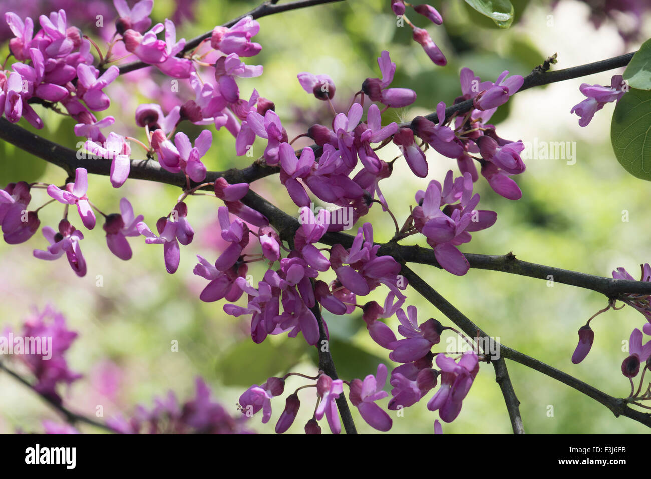 Botany fabaceae judas tree hi-res stock photography and images - Alamy