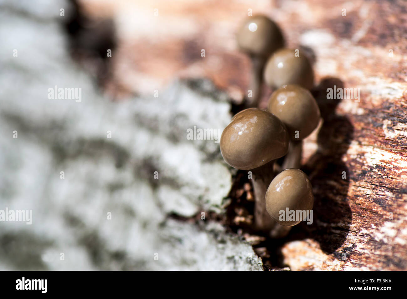 Stump Puffball Fungi (Lycoperdon pyriforme) on rotten wood Epping ...