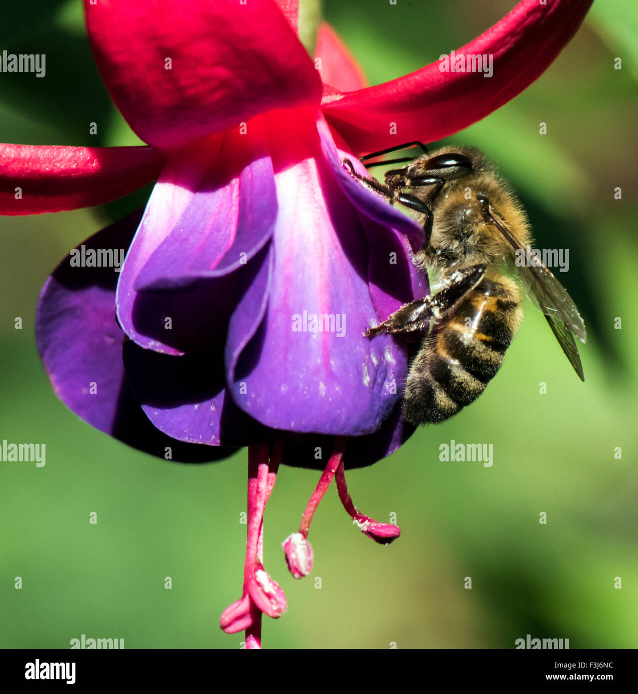 Western Honey Bee (Apis mellifera) feeding or pollinating London ...