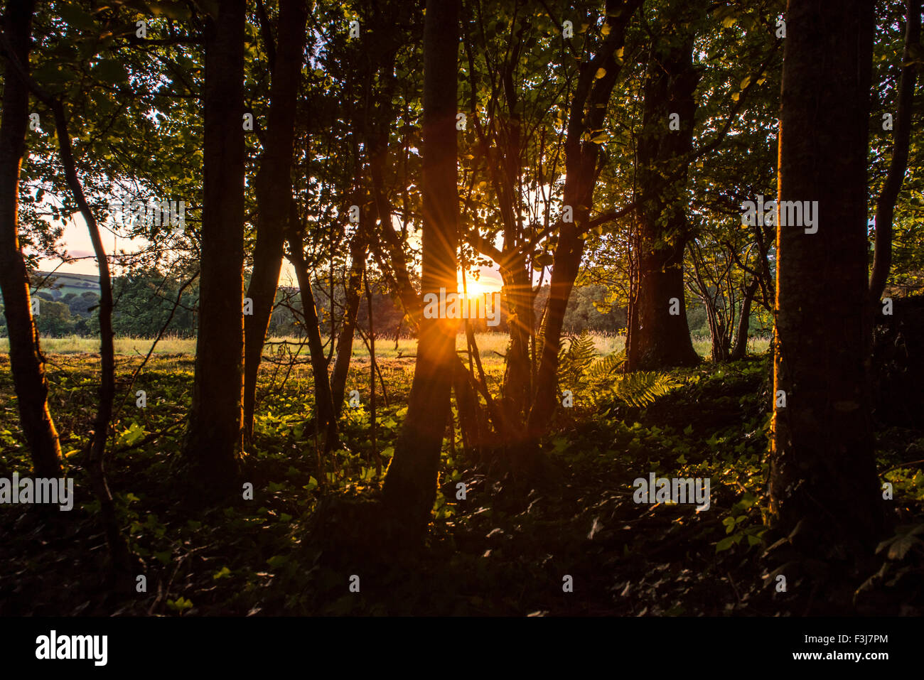 Forest trees at sunset in Dartmoor, England, Great Britain, United ...