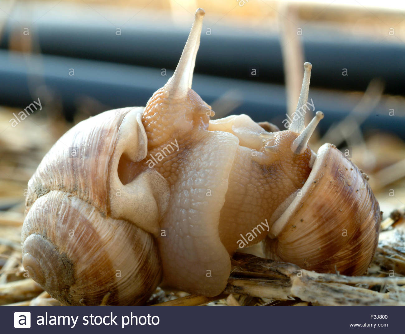 Slugs Mating Stock Photos & Slugs Mating Stock Images - Alamy