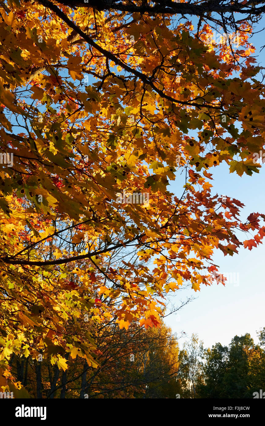 Maple view hi-res stock photography and images - Alamy