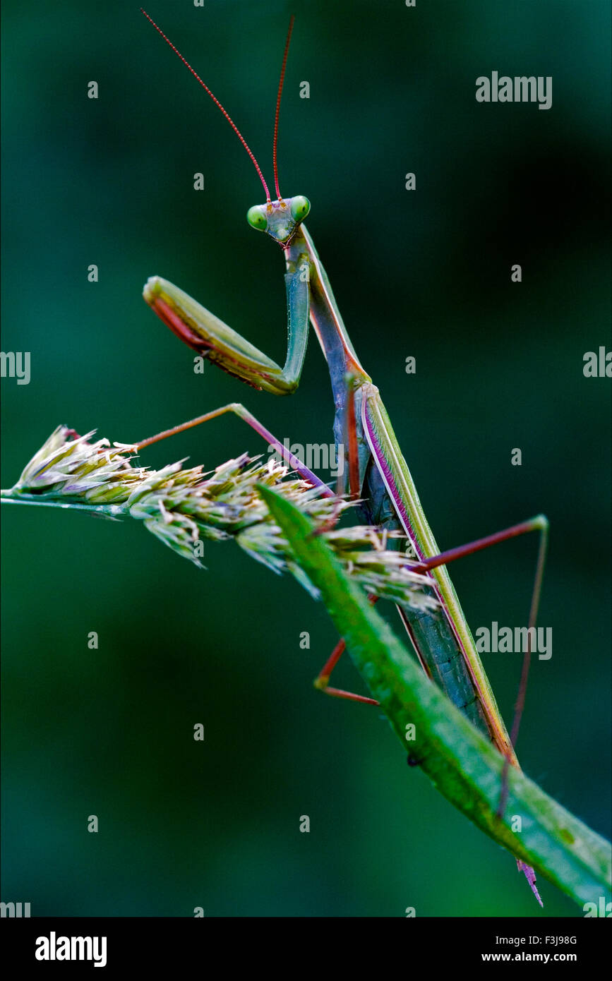 mantodea close up of wild side of praying mantis on a green brown ...