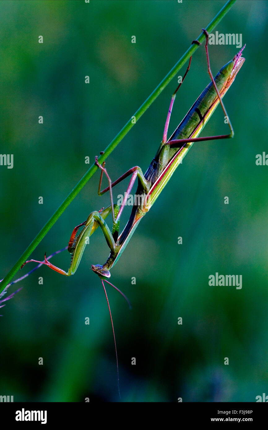 mantodea close up of wild side of praying mantis on a green brown ...
