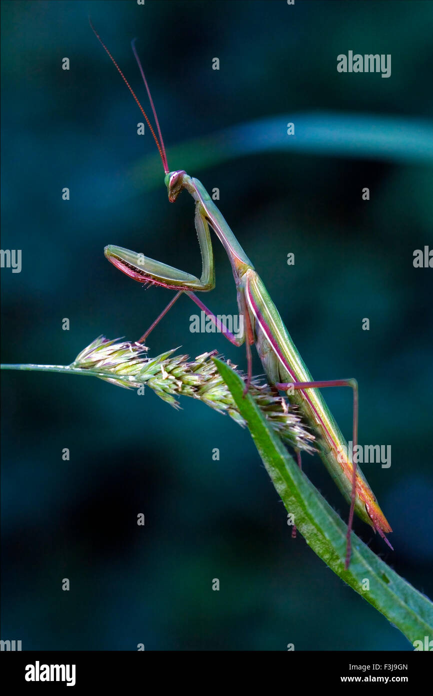 mantodea close up of wild side of praying mantis on a green brown ...