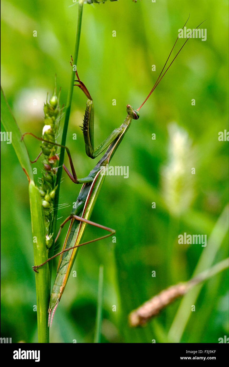 shadow mantodea close up of wild side of praying mantis on a green ...